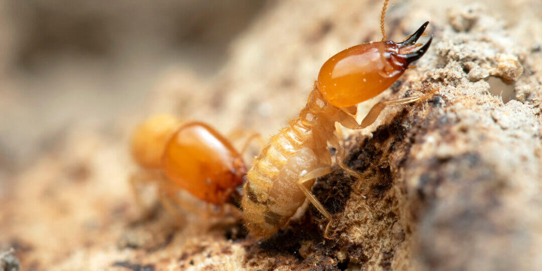 termite control in chennai – Spider – Pest Control